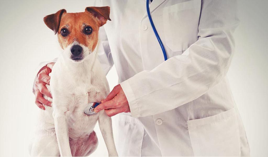 Animais recebem atendimento por meio de posto de atendimento municipal